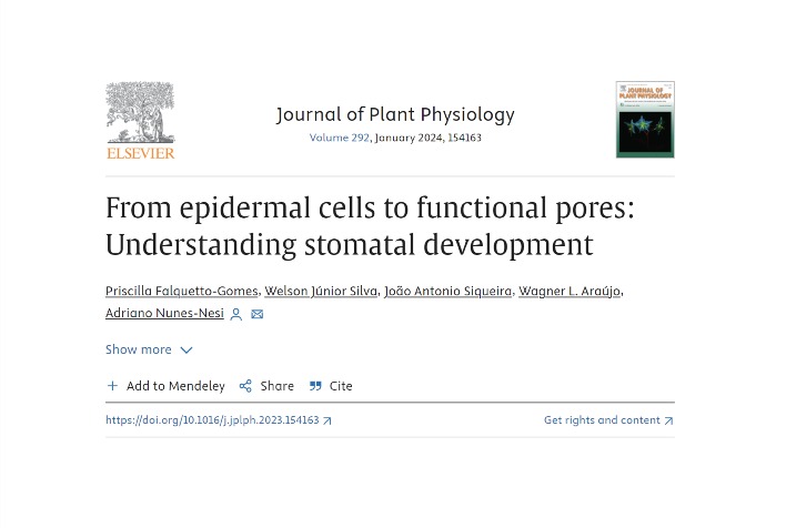 From epidermal cells to functional pores: Understanding stomatal ...